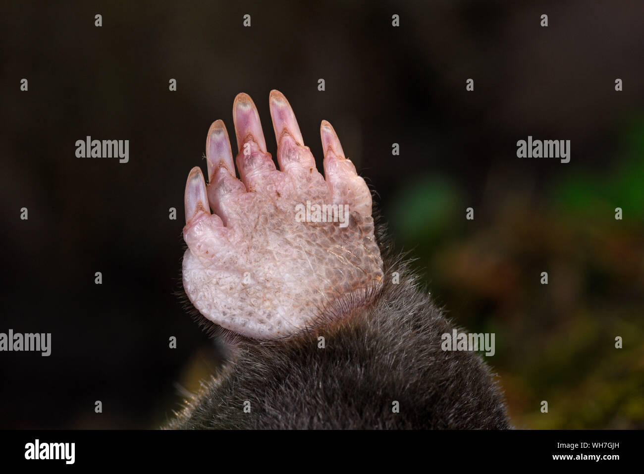 Mole paw hi-res stock photography and images - Alamy