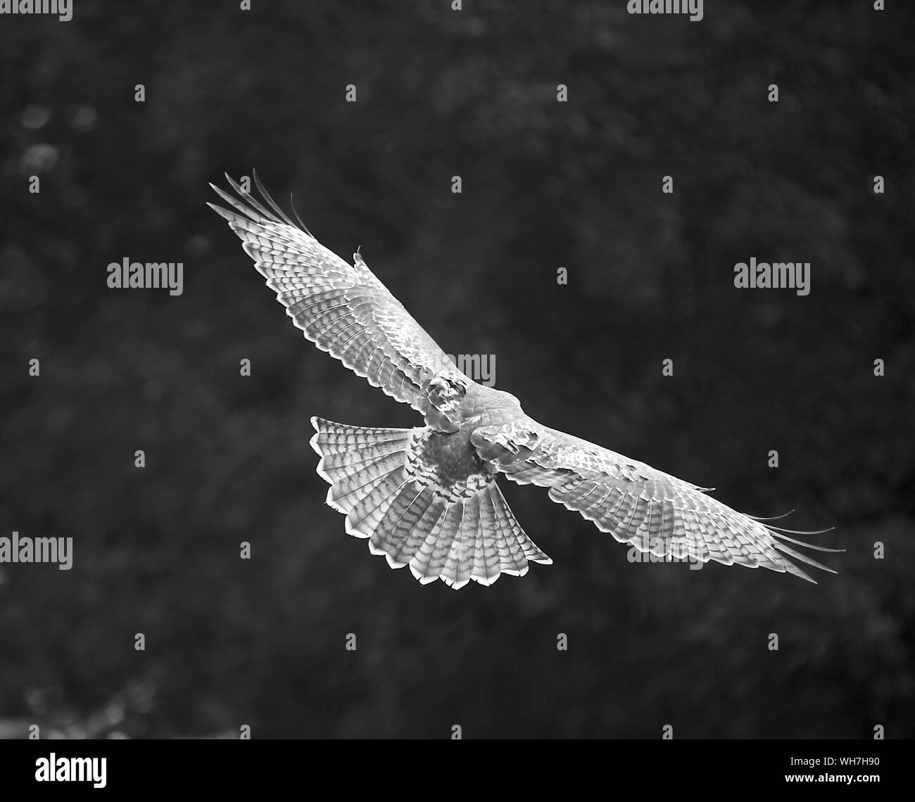 Wing rear view Black and White Stock Photos & Images - Alamy