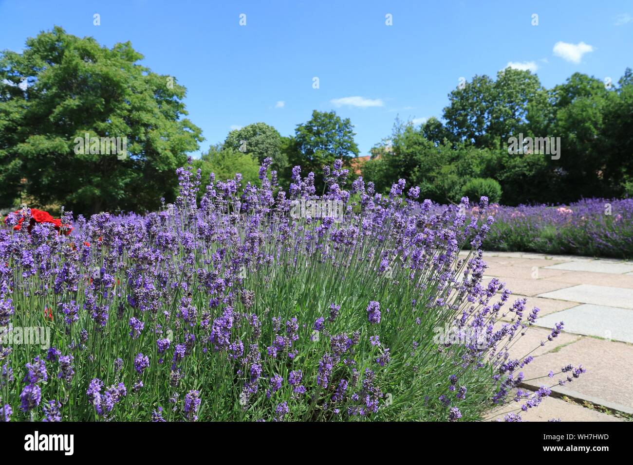 Lavender Pathway High Resolution Stock Photography and Images - Alamy