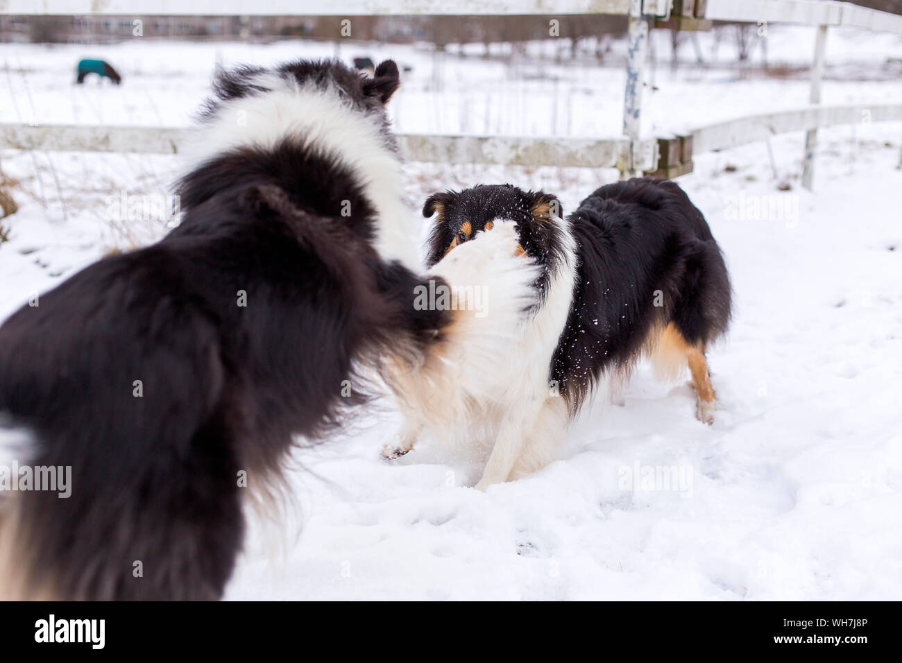 Rough collies hi-res stock photography and images - Alamy