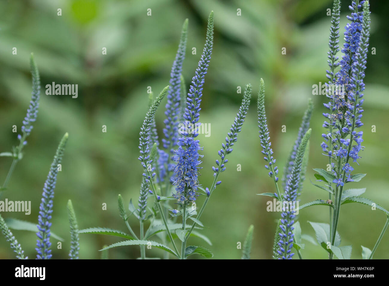 Group of long blue spikes hi-res stock photography and images - Alamy