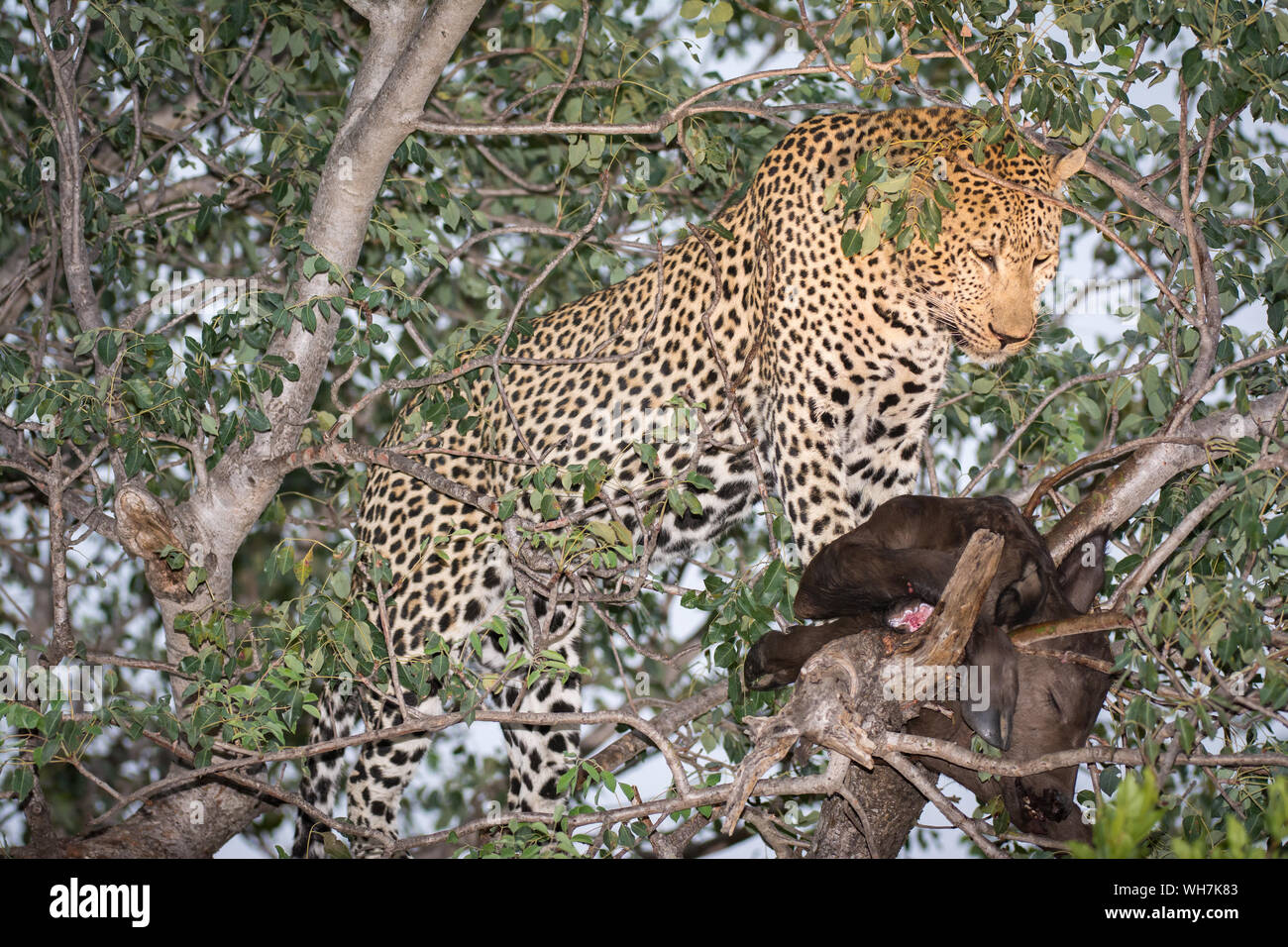 Leopard Prey In Tree High Resolution Stock Photography and Images - Alamy