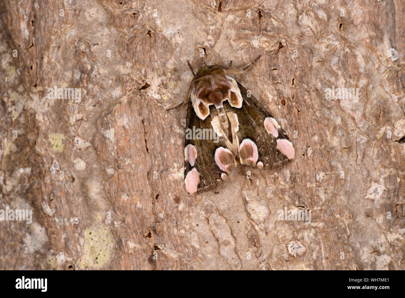 Peach Blossom Moth (Thyatira batis) adult at rest on tree trunk ...