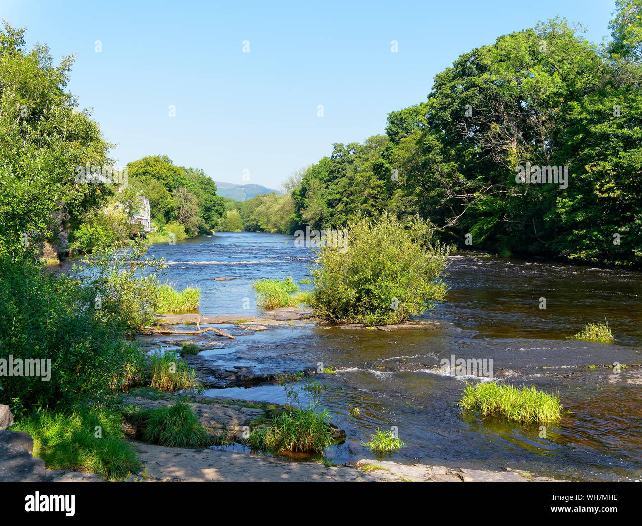 A small bush grows on a slab of rock in the fast flowing River Dee in ...