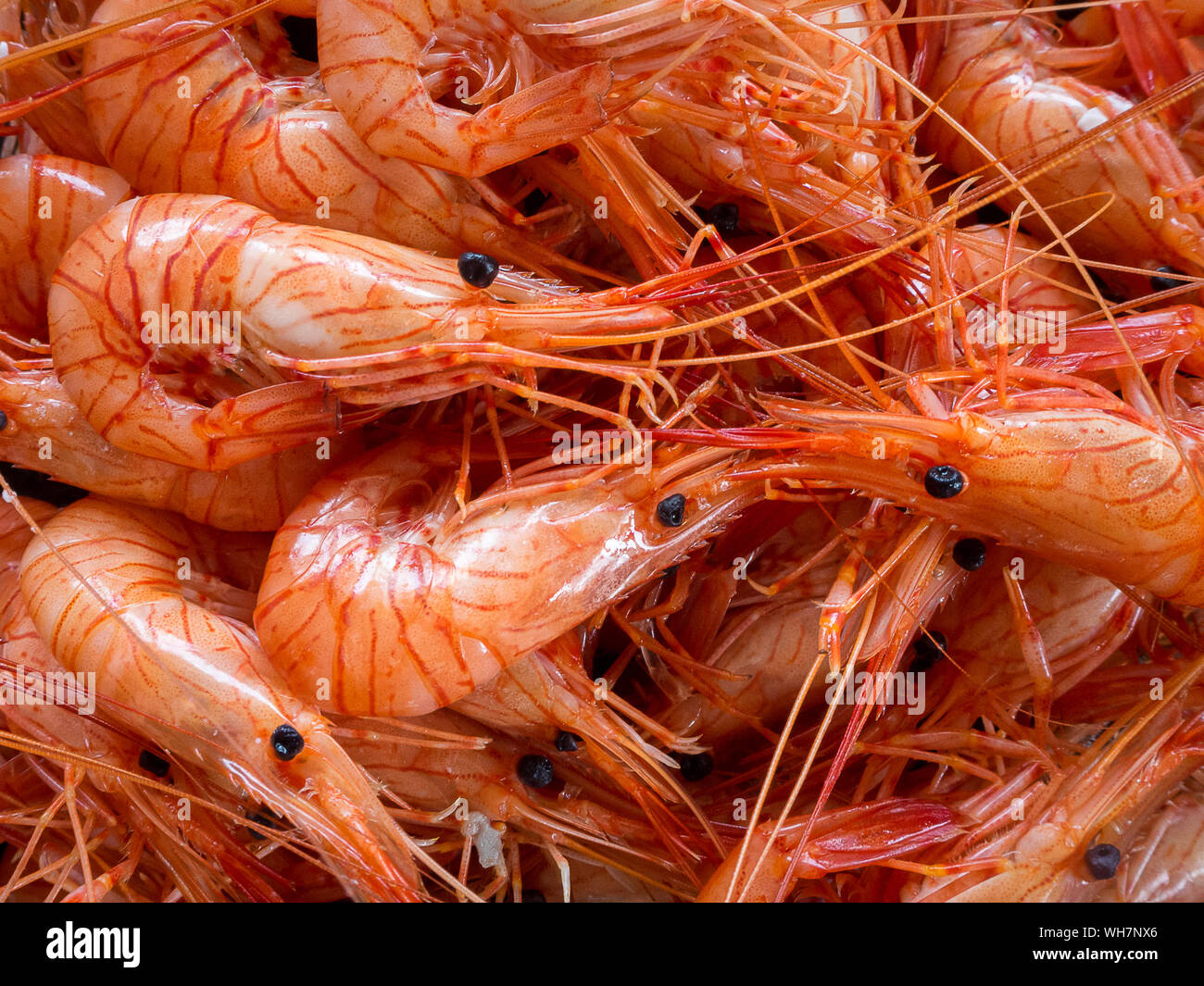Small crustaceans hi-res stock photography and images - Alamy