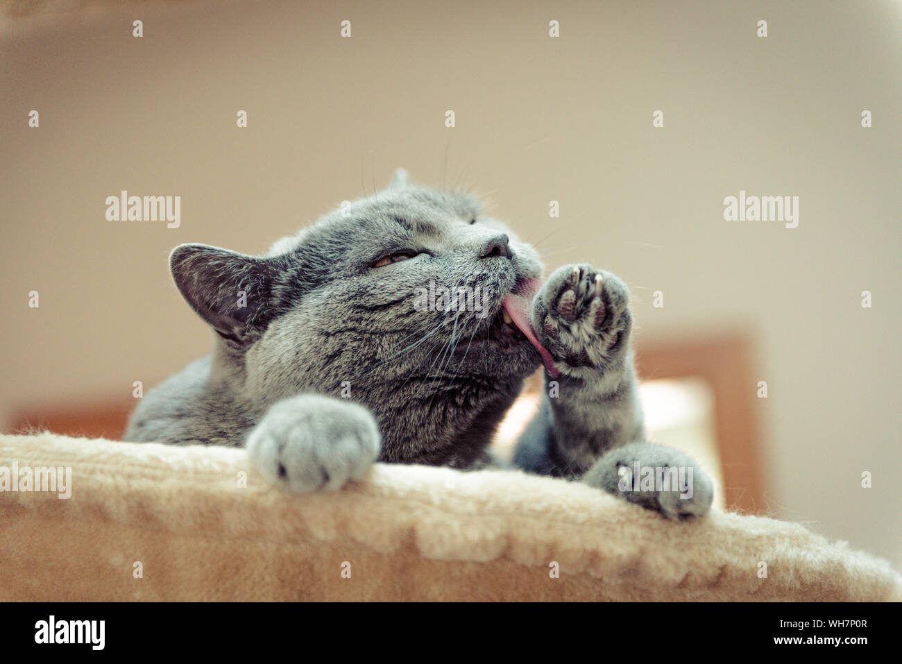 Domestic Cat Paw And Mouth High Resolution Stock Photography and Images ...