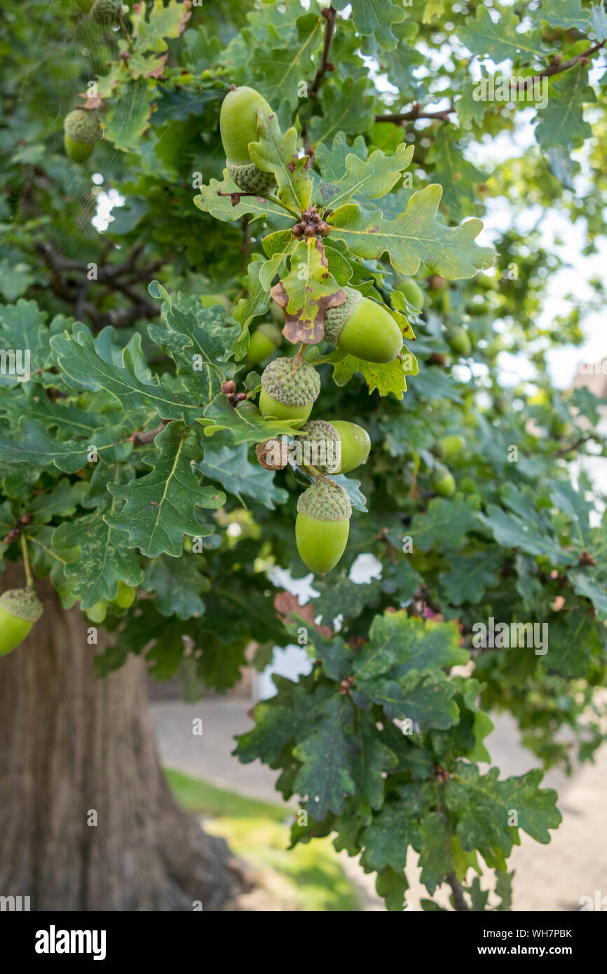 Acorns growing on oak tree hi-res stock photography and images - Alamy