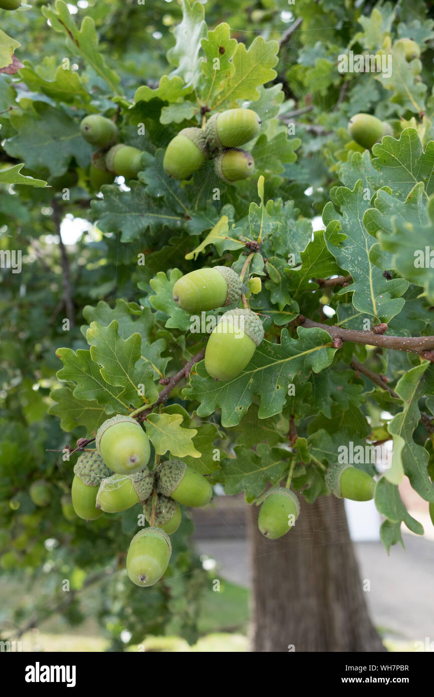 Acorns growing on oak tree hi-res stock photography and images - Alamy