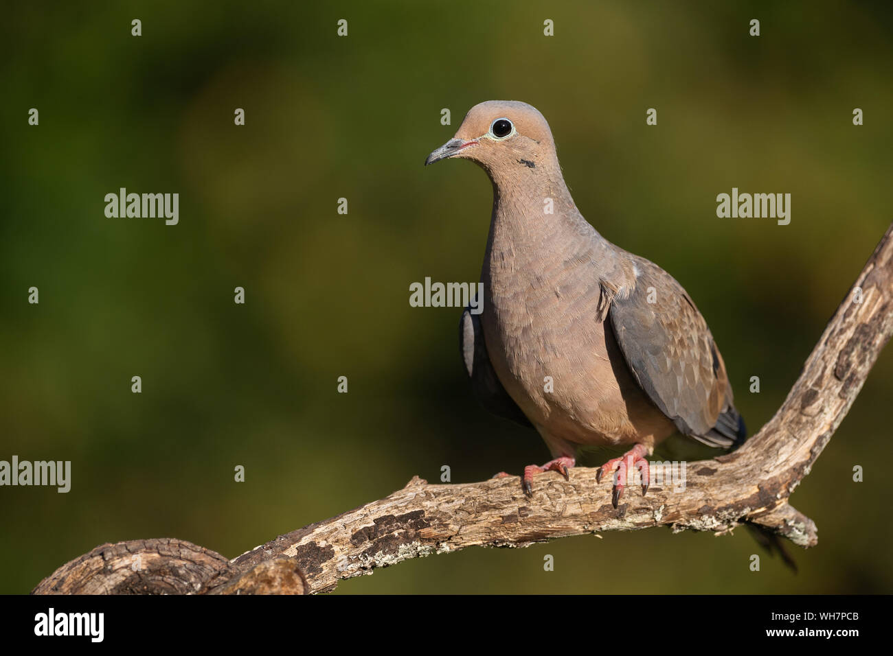 Mourning dove hunt hi-res stock photography and images - Alamy