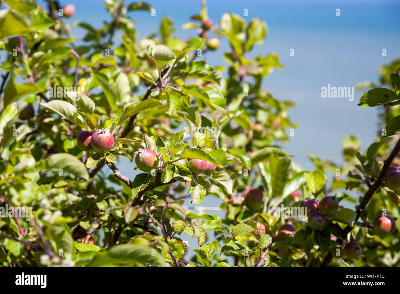 Apple tree growing wild on the cliffs above Eastbourne Stock Photo - Alamy