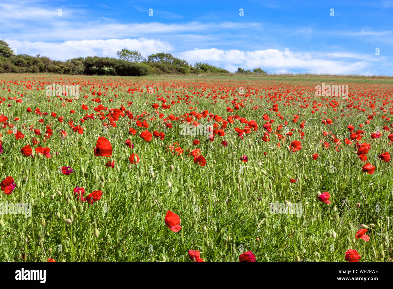 Wind Blown Poppy High Resolution Stock Photography and Images - Alamy