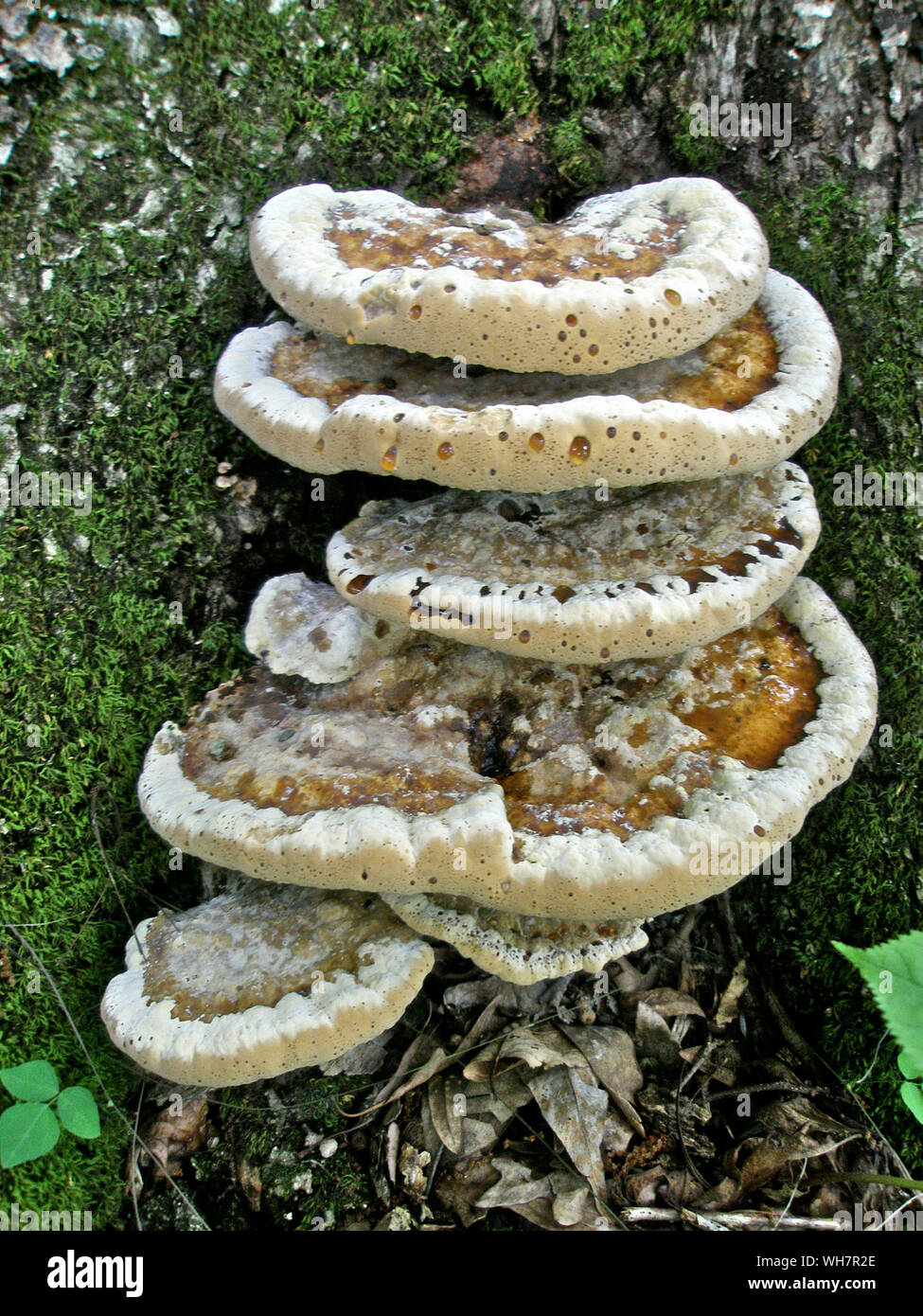 Bracket fungus tree hi-res stock photography and images - Alamy