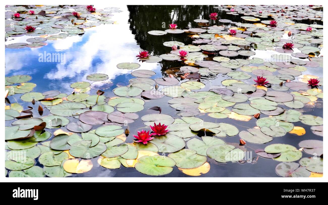 Floating lilies Cut Out Stock Images & Pictures - Alamy