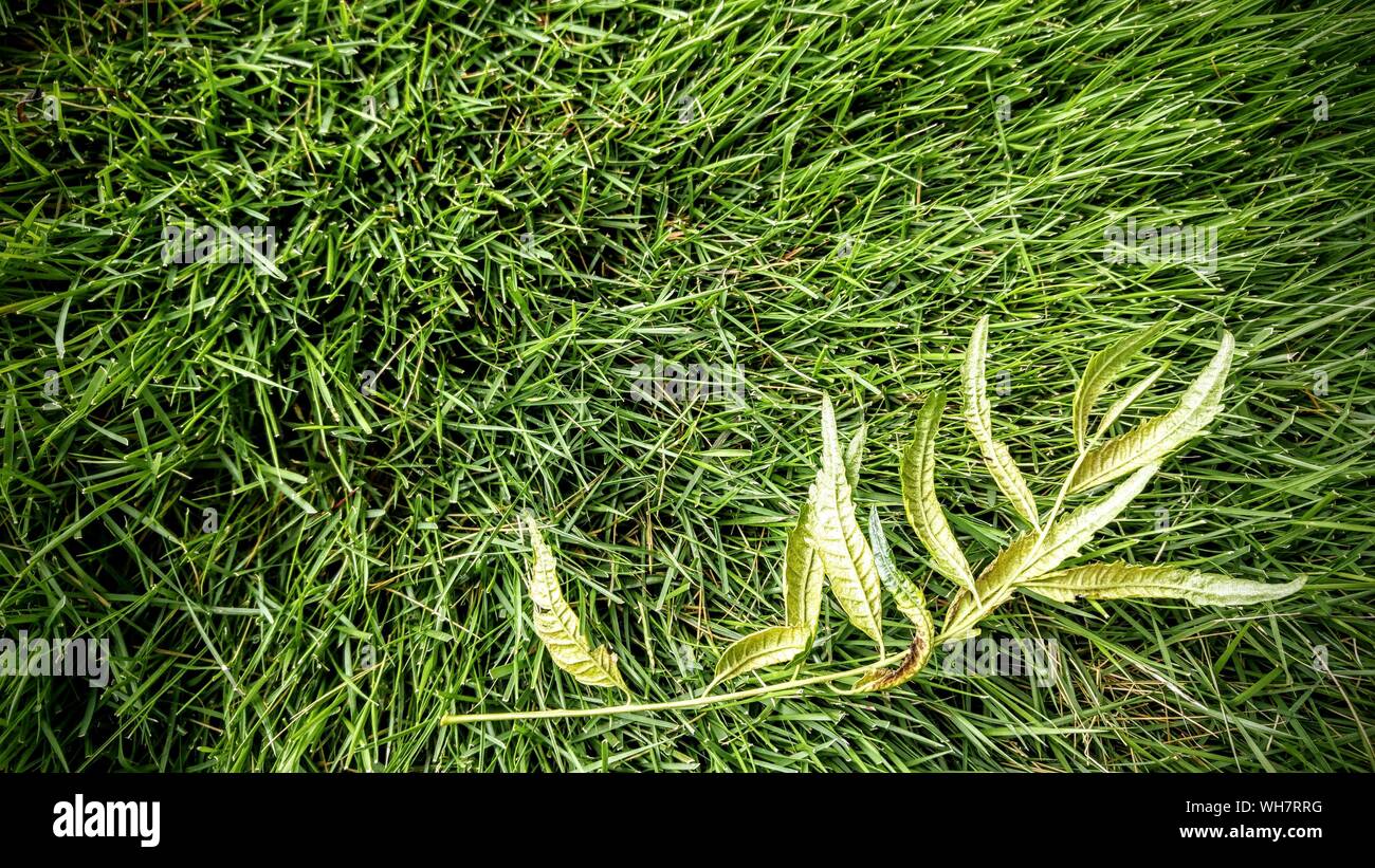 Guatemala Grass High Resolution Stock Photography and Images - Alamy