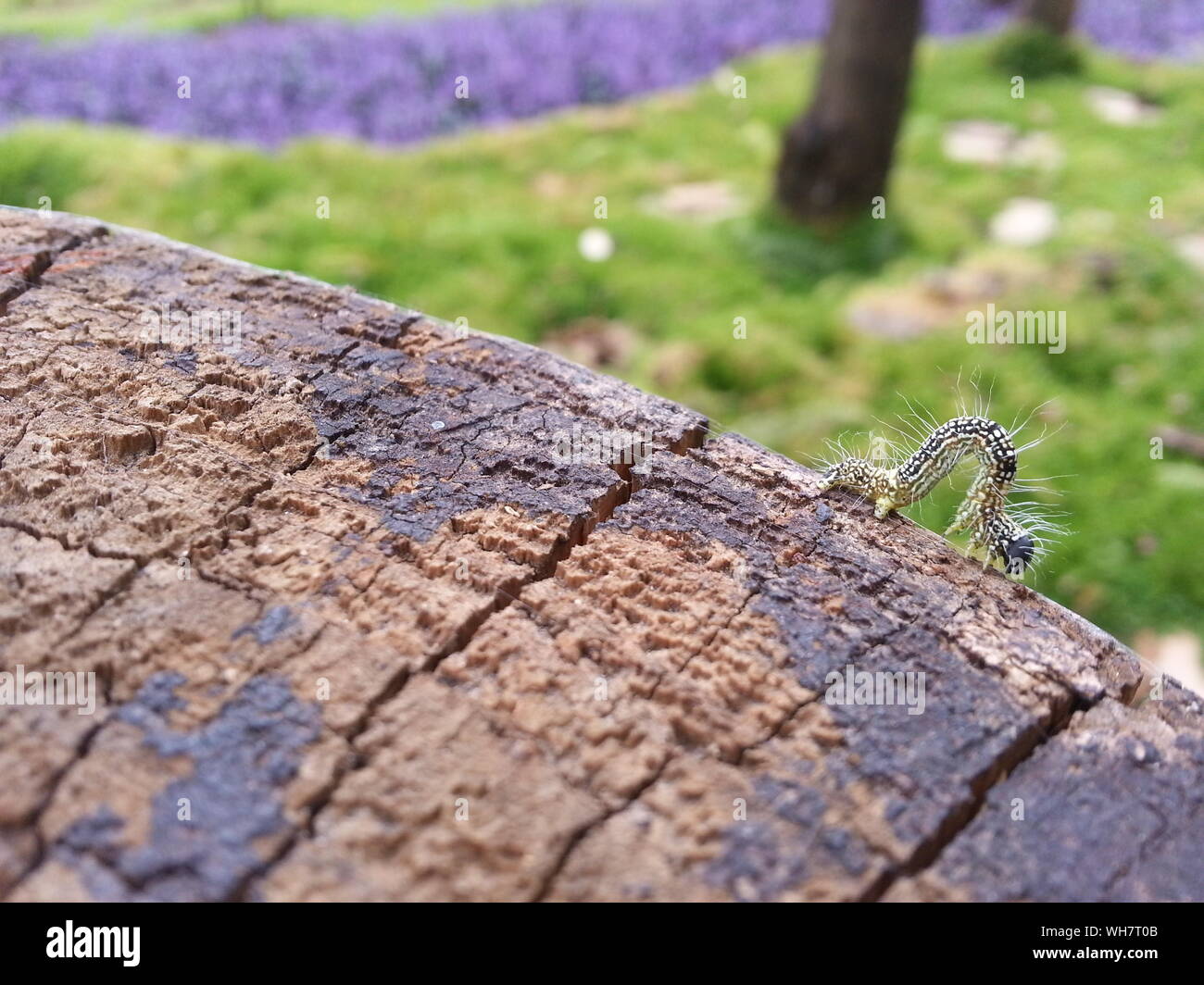 Close up worm hi-res stock photography and images - Alamy