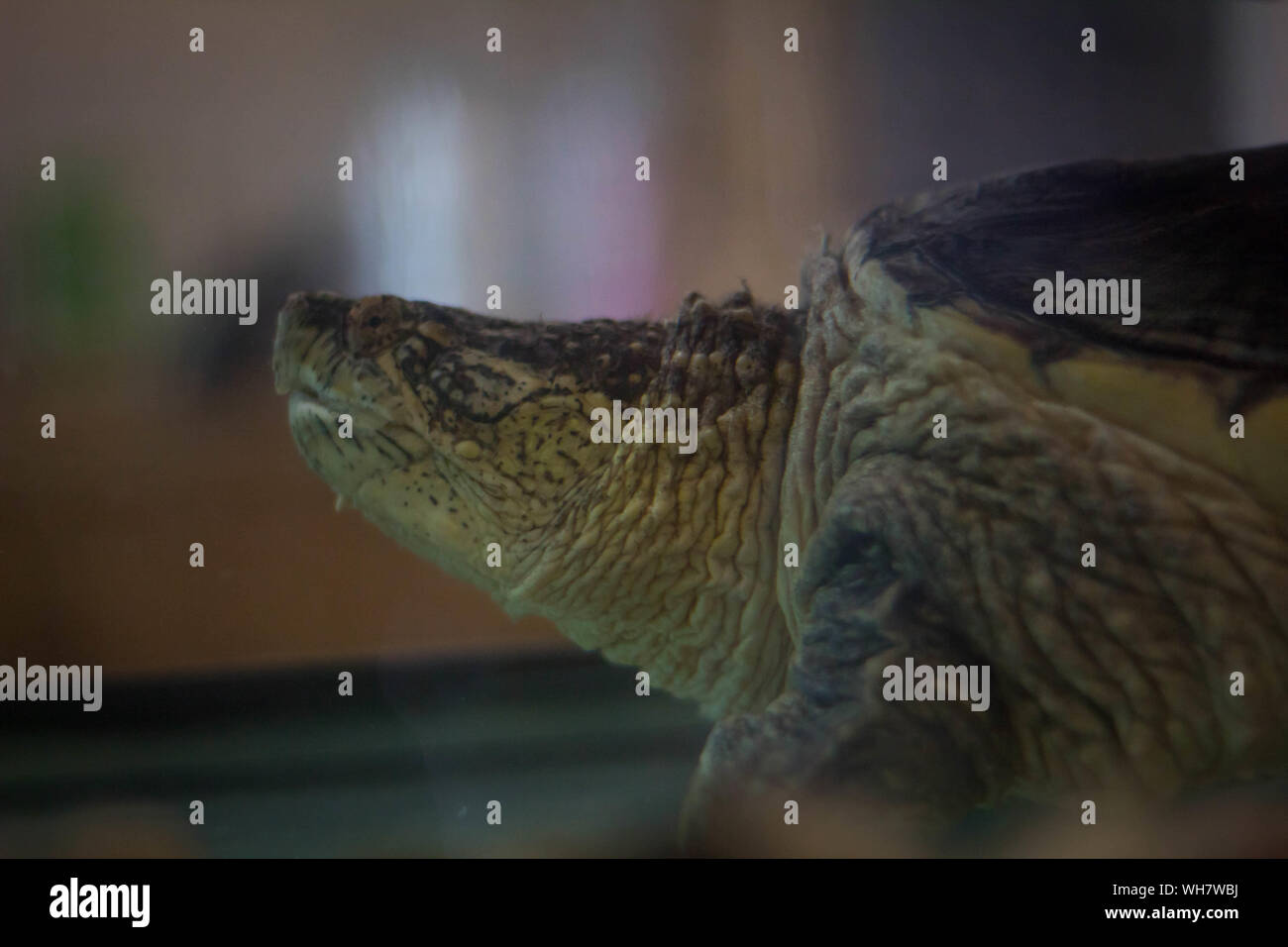 Head turtle hi-res stock photography and images - Alamy