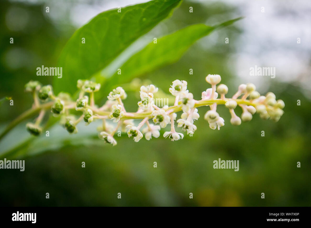 Field Flowers, Grass, & Trees in Indiana, Illinois, & Wisconsin Stock ...