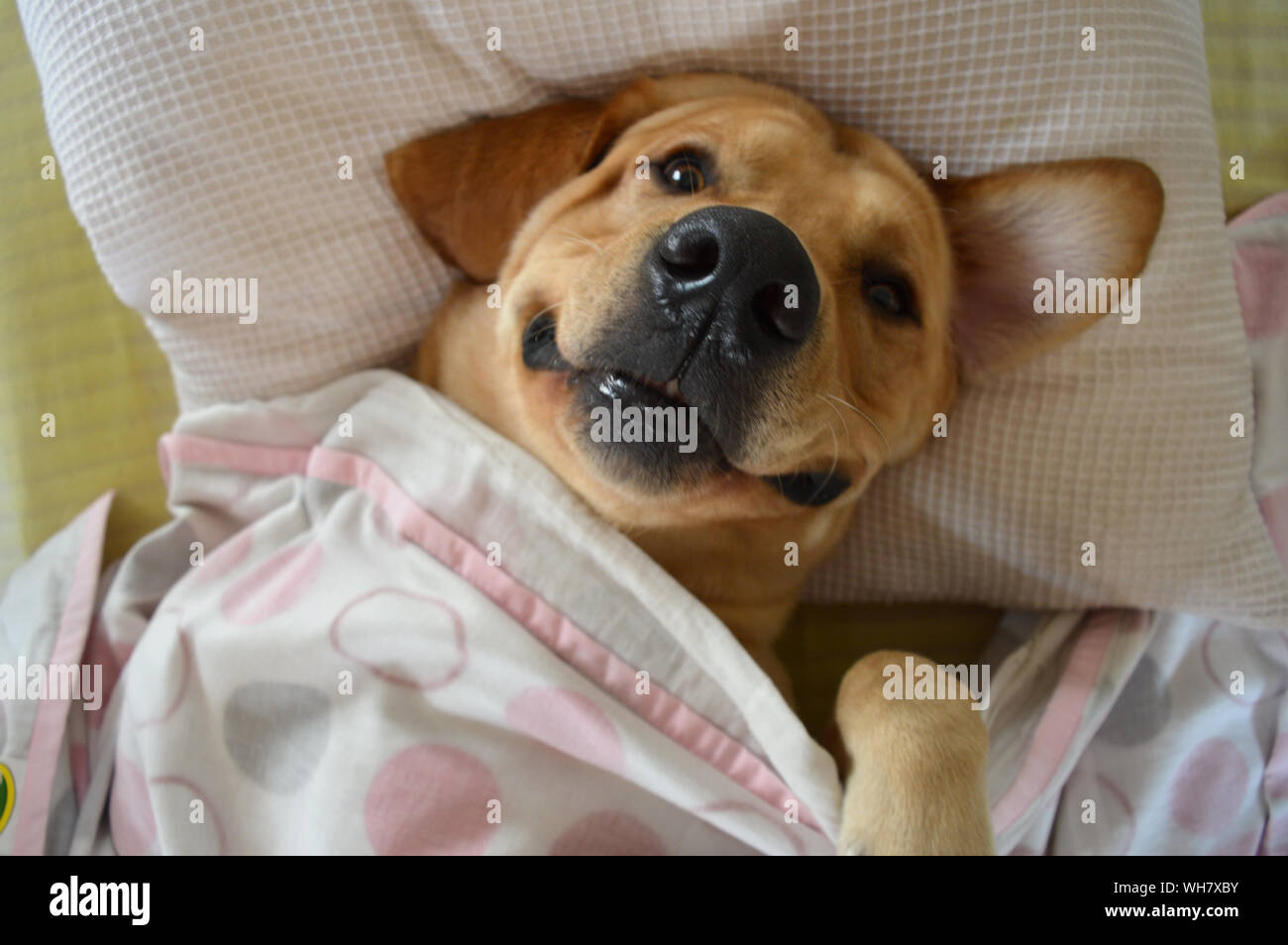 Dog wrapped up in a blanket hi-res stock photography and images - Alamy