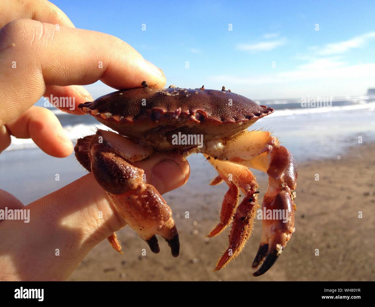 Crab man hi-res stock photography and images - Alamy