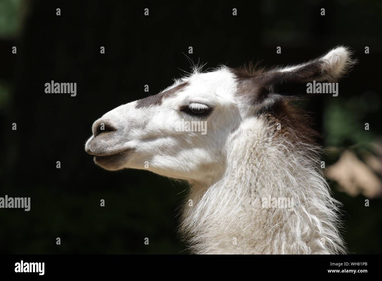 Profile Llama Animal Head High Resolution Stock Photography and Images ...