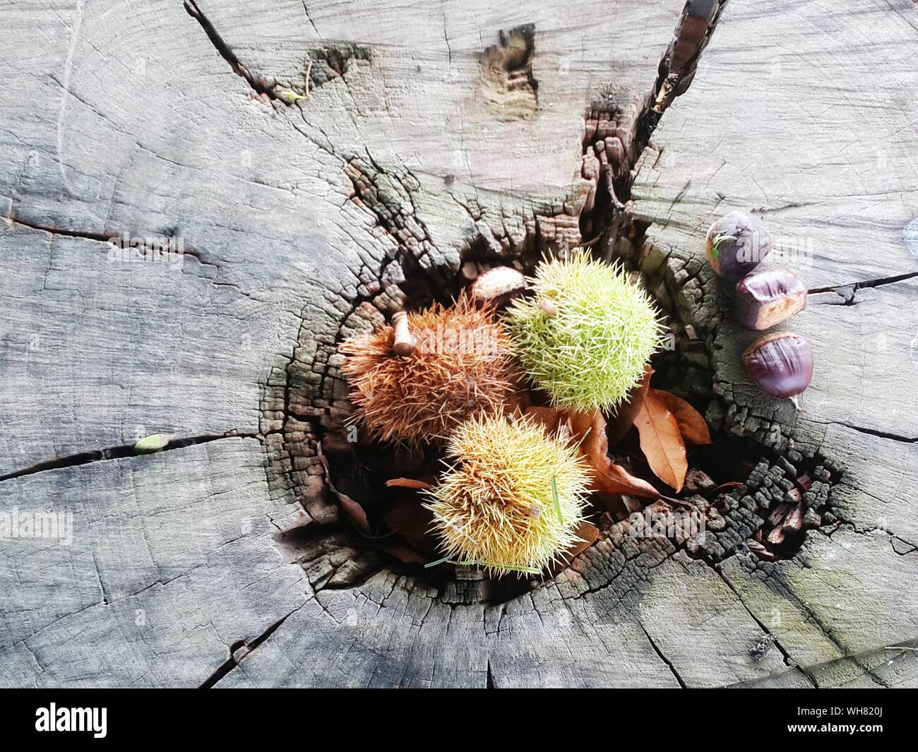 Inside the leaves hi-res stock photography and images - Alamy