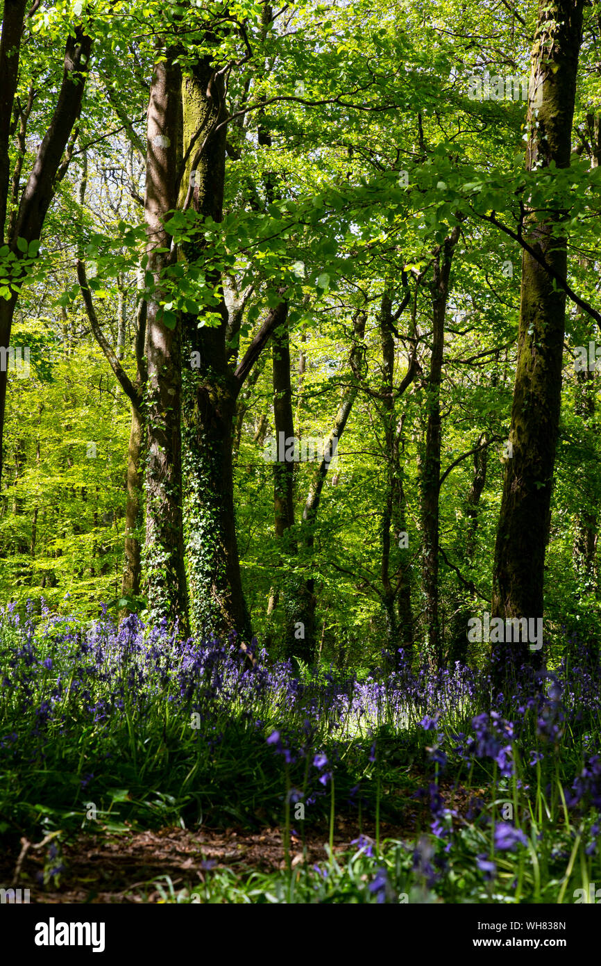 Densely wooded area hi-res stock photography and images - Alamy