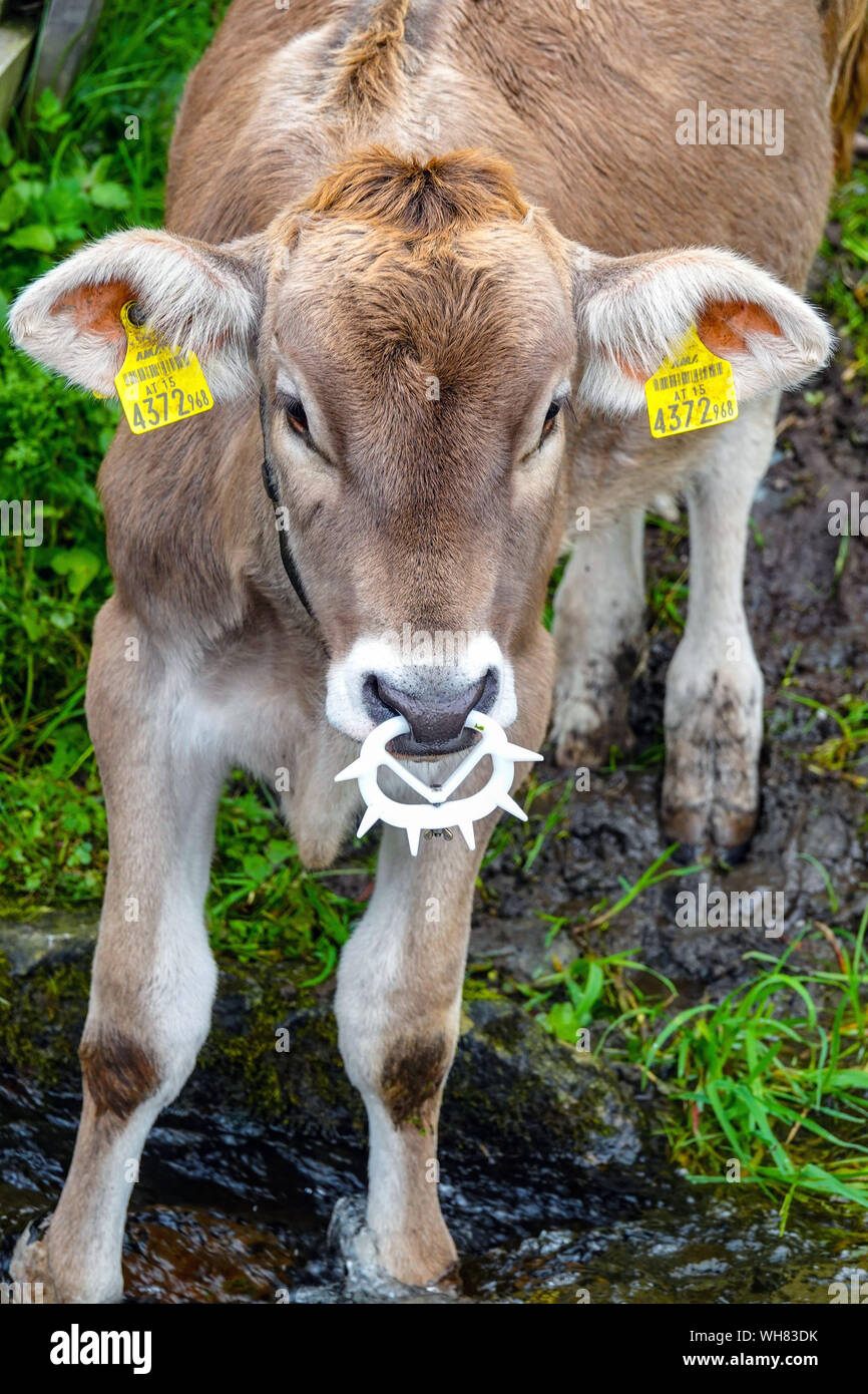 Group of young Tyrol Grey calves cows with nose clips to prevent them ...