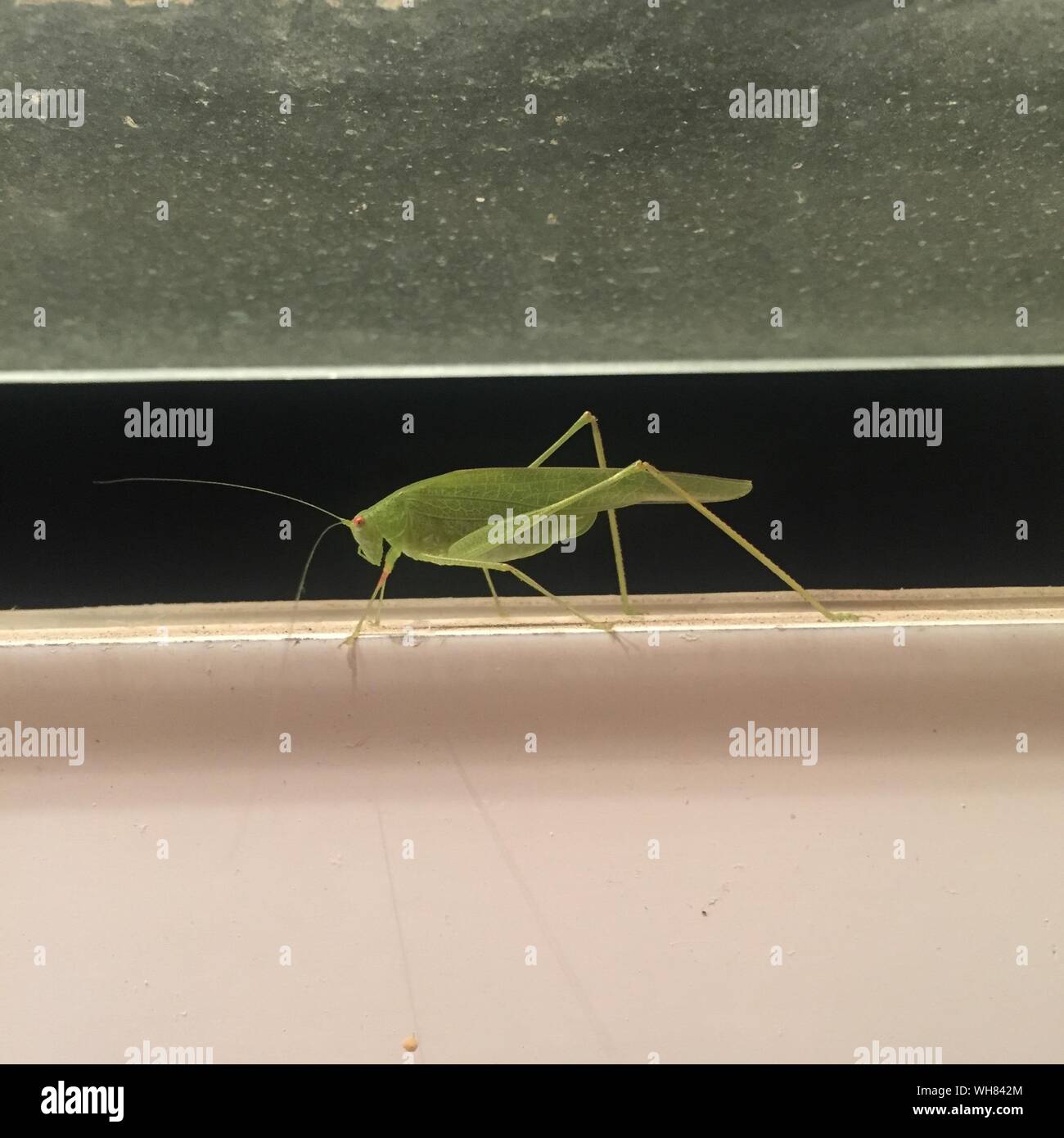 Insect on railing hi-res stock photography and images - Alamy