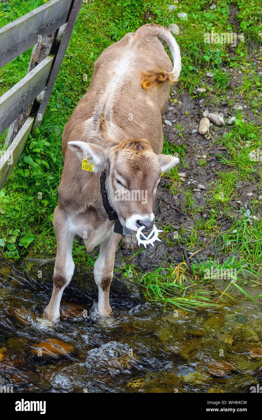Group of young Tyrol Grey calves cows with nose clips to prevent them ...