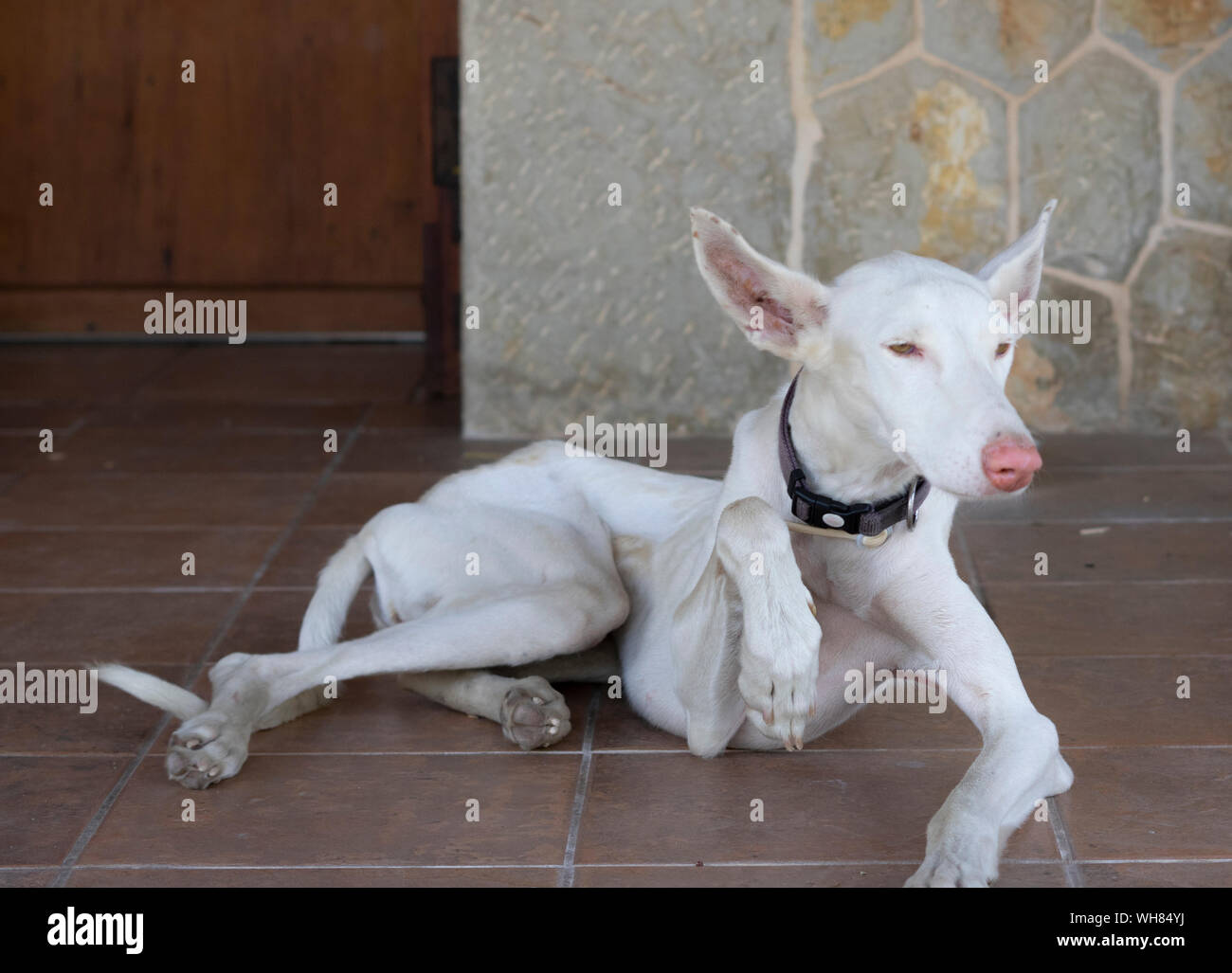 English greyhound dog hi-res stock photography and images - Alamy