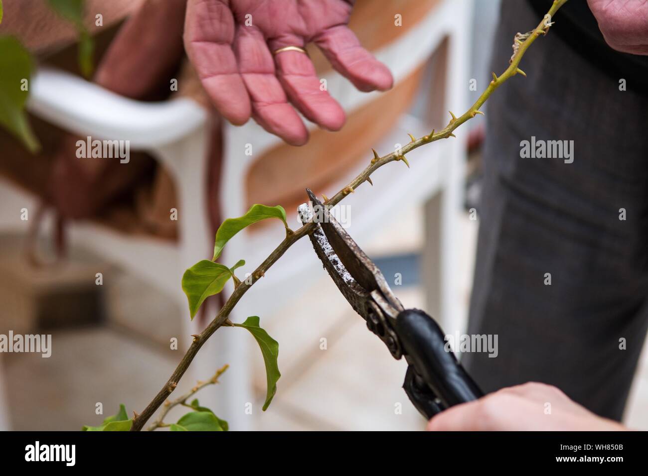 Pruning plants pruning hi-res stock photography and images - Alamy