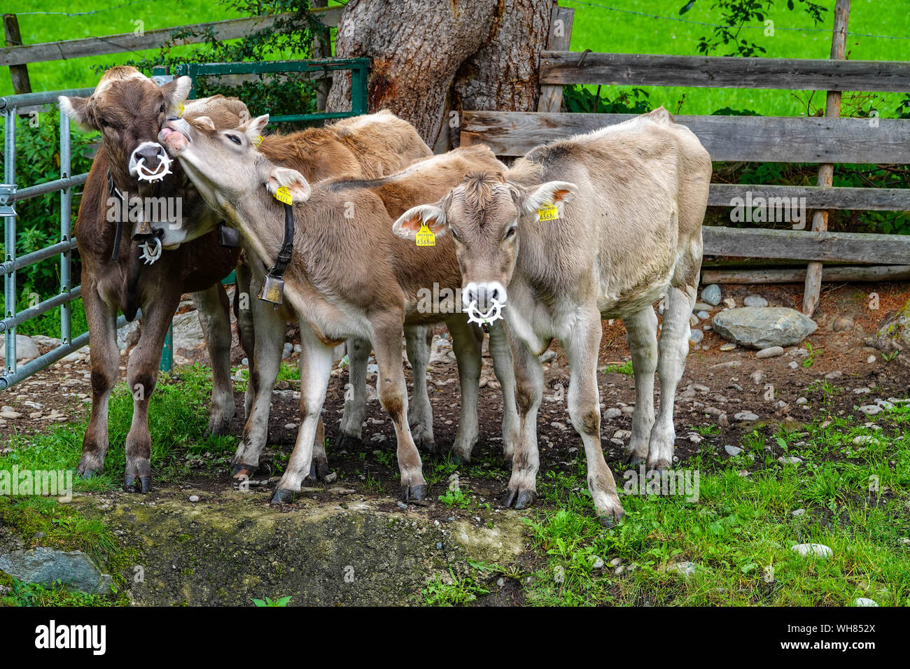 Group of young Tyrol Grey calves cows with nose clips to prevent them ...
