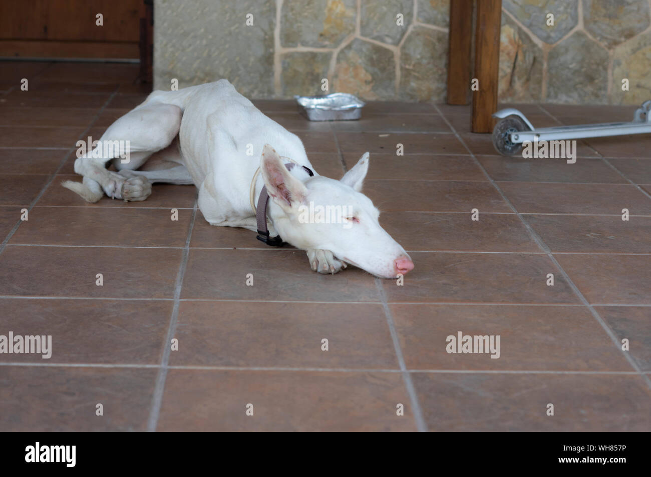 White english greyhound easy going, tired, docile and calm layining on ...