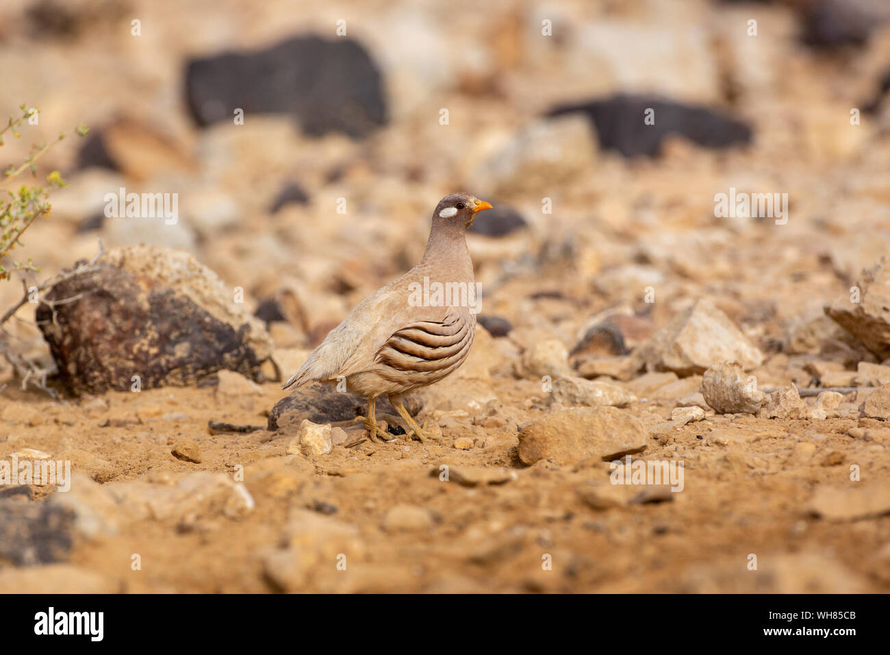 male Sand Partridge (Ammoperdix heyi) In the Negev Desert Israel Stock ...