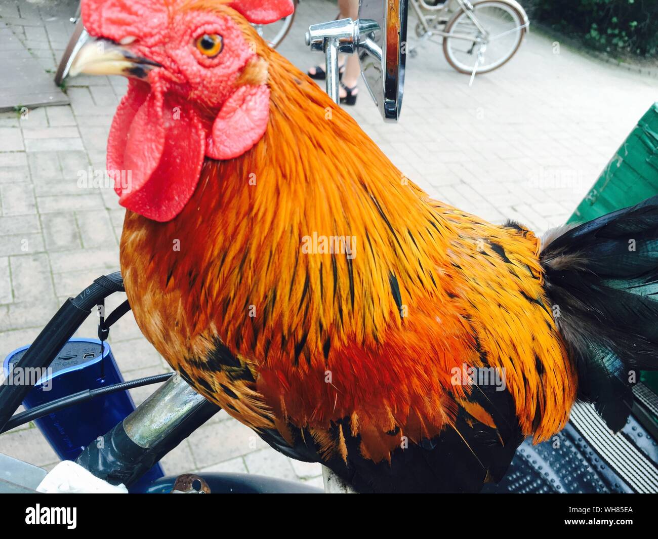 Motorcycle chicken hi-res stock photography and images - Alamy