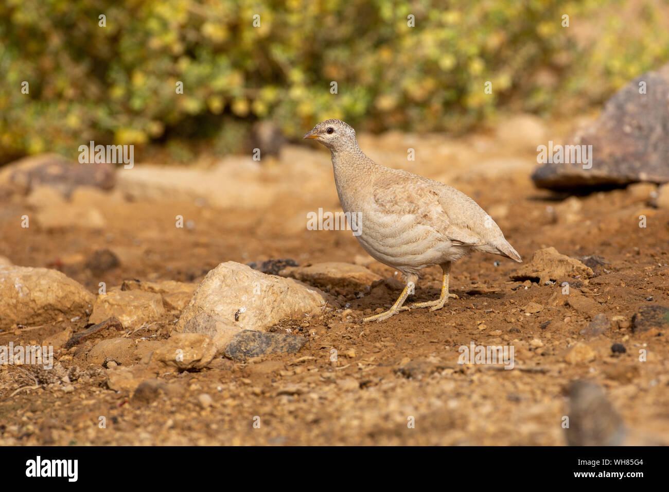 Female partridge hi-res stock photography and images - Alamy