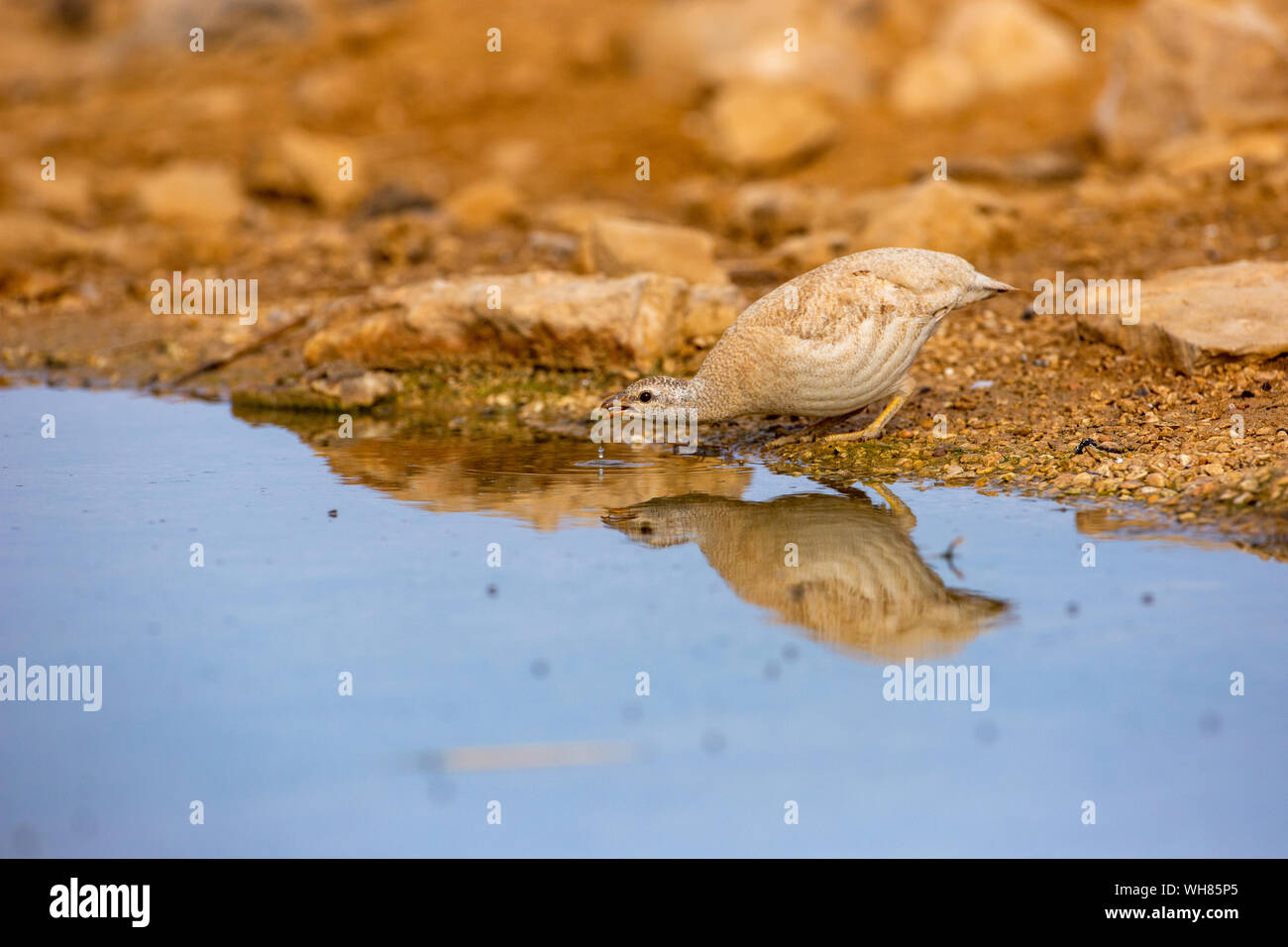 female Sand Partridge come to drink water In the Negev Desert Israel ...