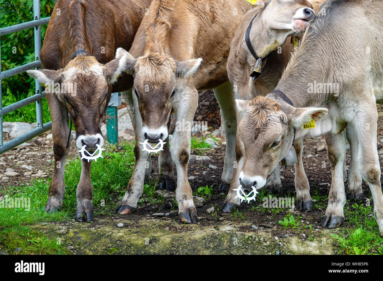 Group of young Tyrol Grey calves cows with nose clips to prevent them ...