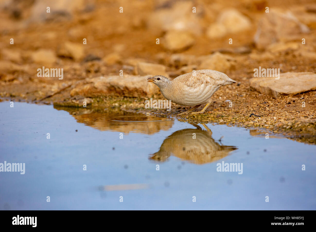 female Sand Partridge come to drink water In the Negev Desert Israel ...