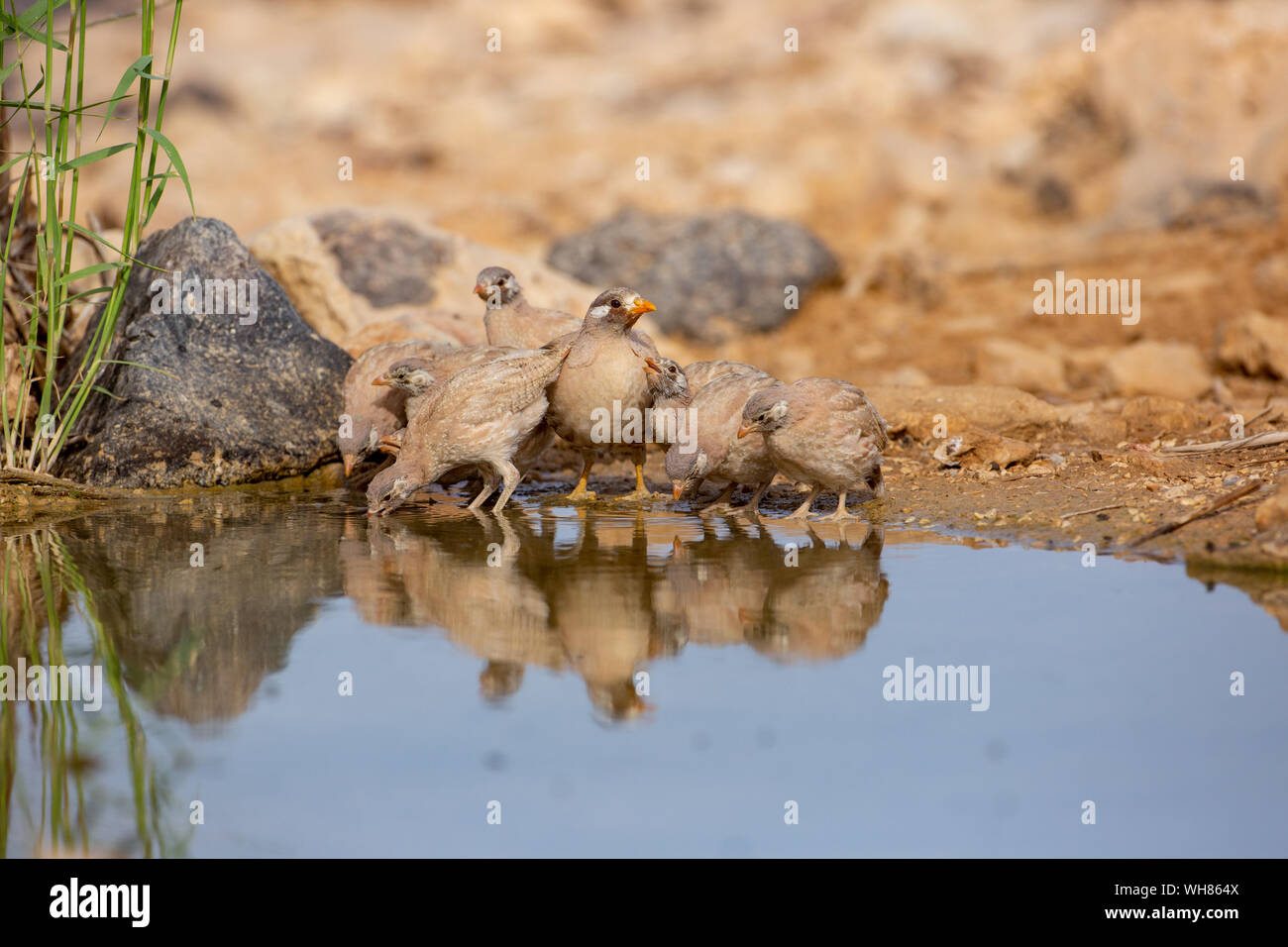 Family of Sand Partridge come to drink water In the Negev Desert Israel ...