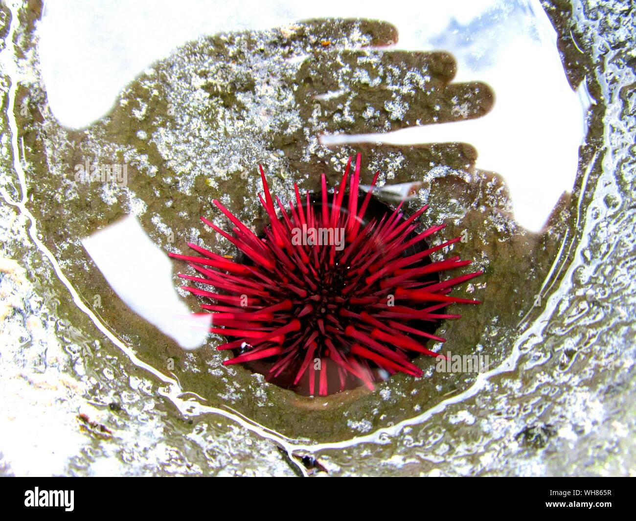 Red sea urchin hi-res stock photography and images - Alamy