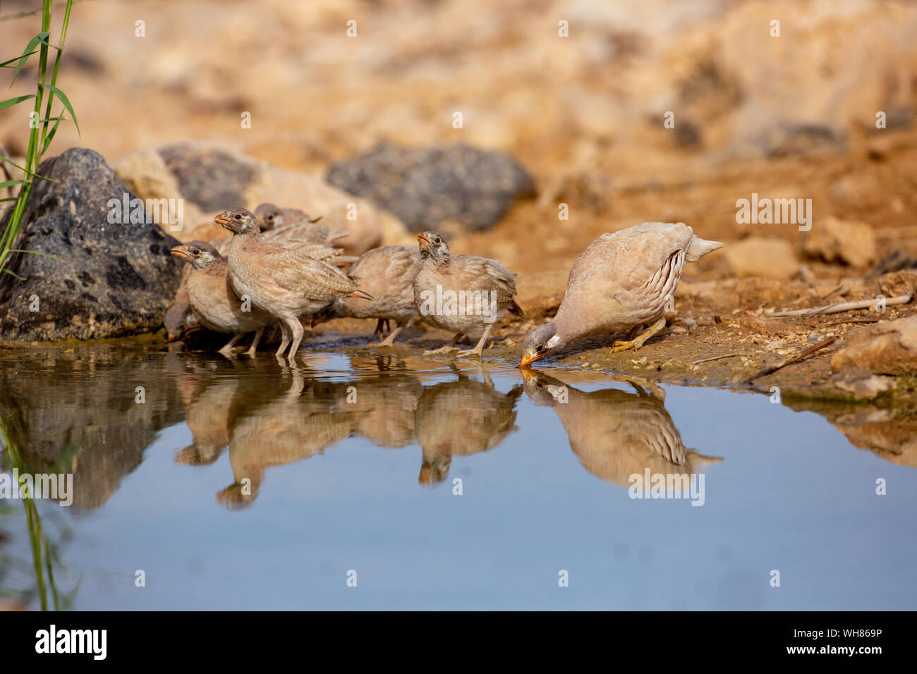 Partridge Family High Resolution Stock Photography and Images - Alamy