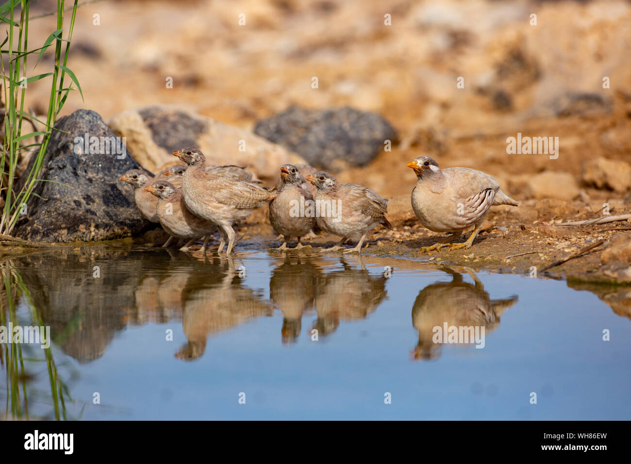 Partridge family hi-res stock photography and images - Alamy