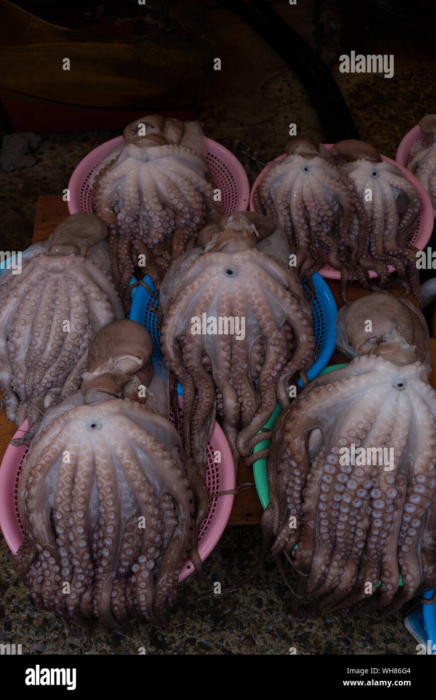 Octopus Display High Resolution Stock Photography and Images - Alamy