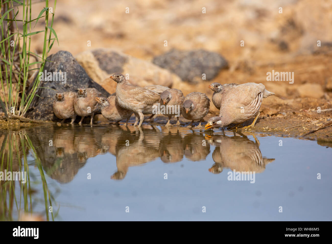Family of Sand Partridge come to drink water In the Negev Desert Israel ...