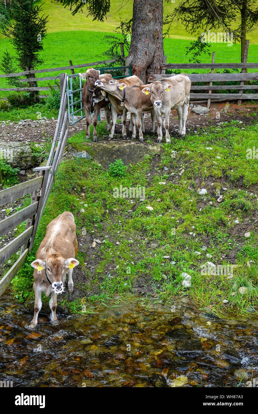 Group of young Tyrol Grey calves cows with nose clips to prevent them ...