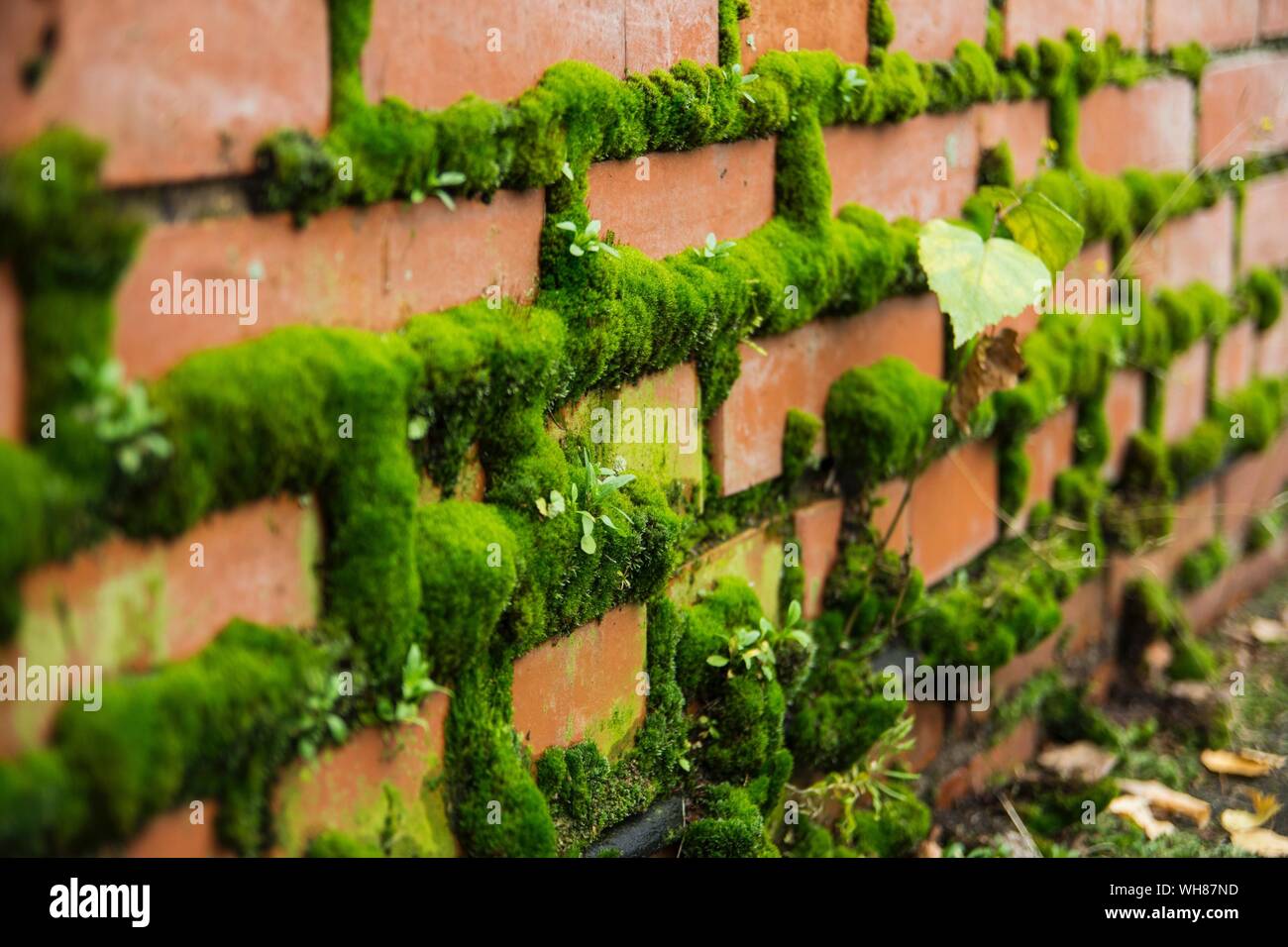 Moss brick wall hi-res stock photography and images - Alamy