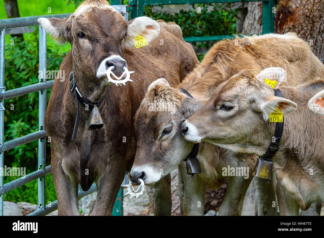 Using anti suckling devices to wean beef calves hi-res stock ...