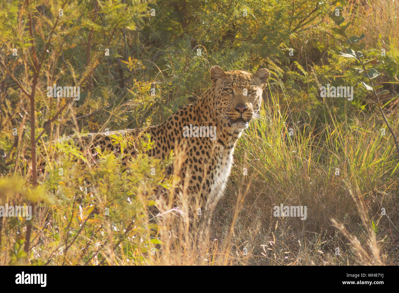 Leopard Standing High Resolution Stock Photography and Images - Alamy