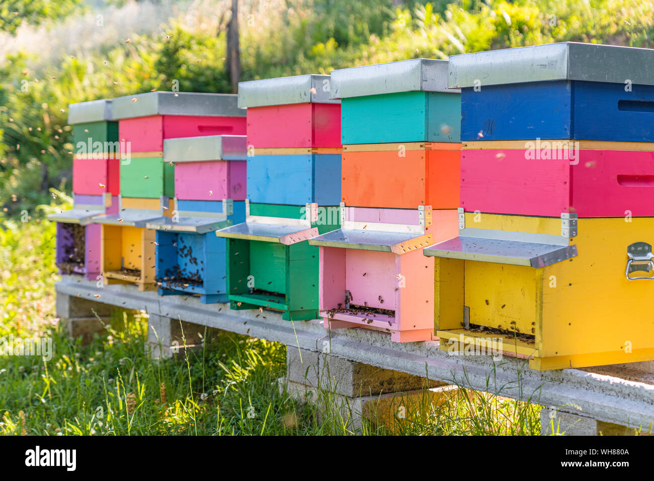 Colorful beehives and honeybees Stock Photo - Alamy